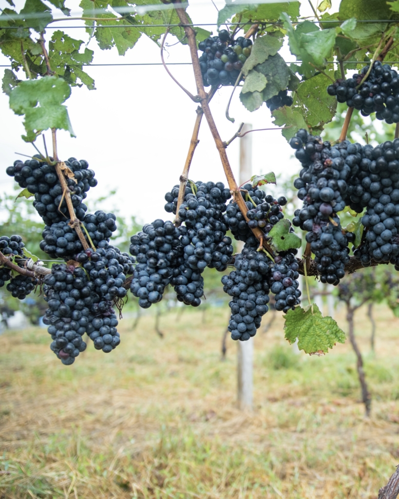 収穫ボランティア募集中② | ハイディワイナリー | 奥能登の純国産ワイン醸造所 Heidee Winery